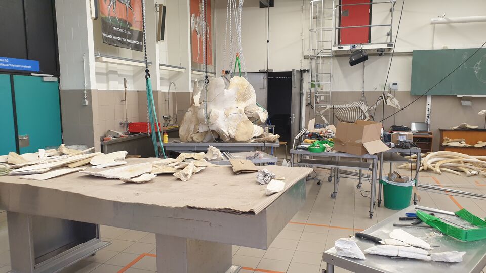 Wetenschappers UGent steken skelet van potvis Valentijn weer in elkaar ...