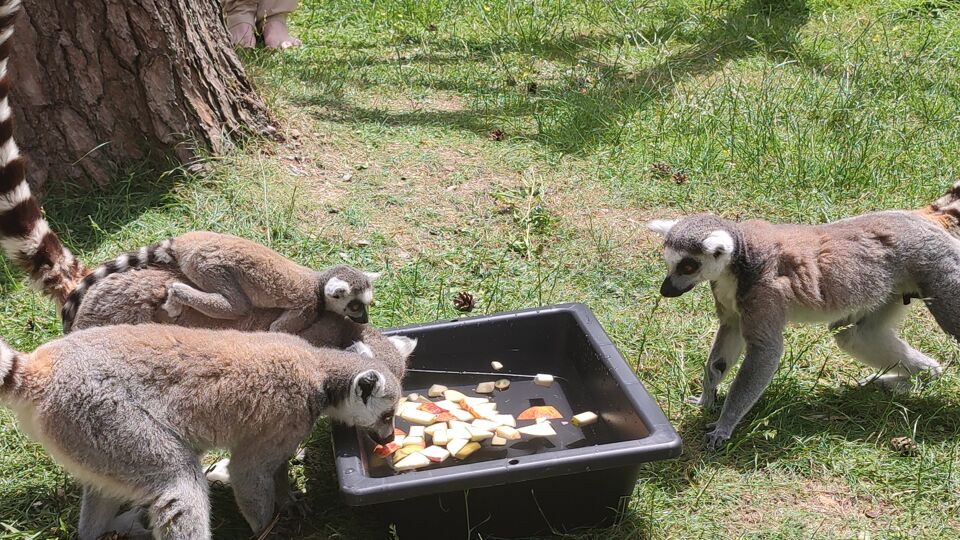 Dieren in Bellewaerde genieten van verfrissend ijsje tijdens warme dagen | VRT NWS: nieuws