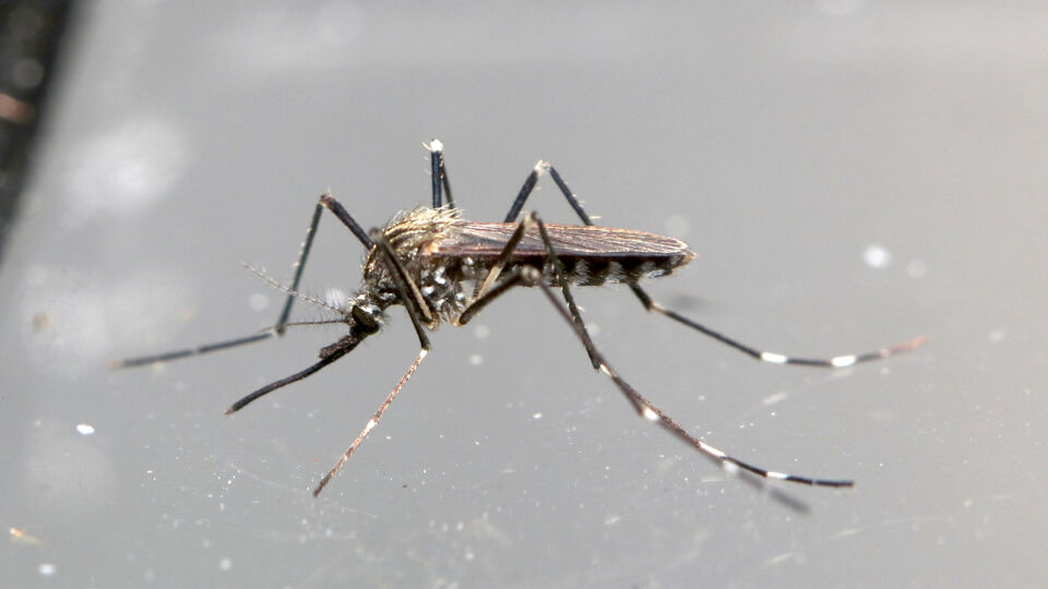 Aziatische bosmug ontdekt in Maasmechelen: “Insect is niet gevaarlijk ...