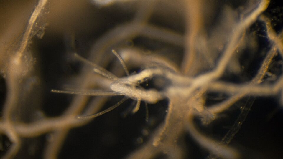 Onderzoekers ontrafelen genoom van de "onsterfelijke kwal" en ontdekken ...