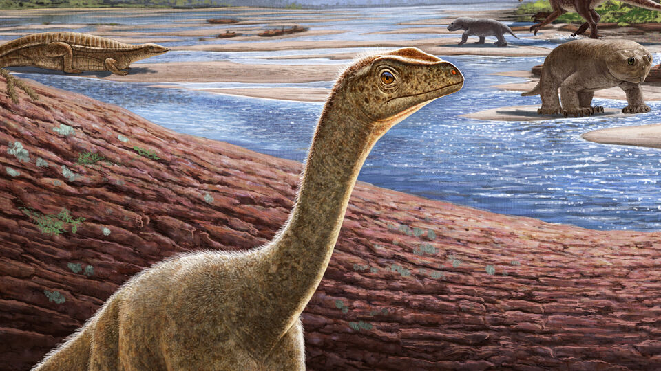 Na de grootste dinosaurus van Europa, is nu de oudste dino van Afrika ...