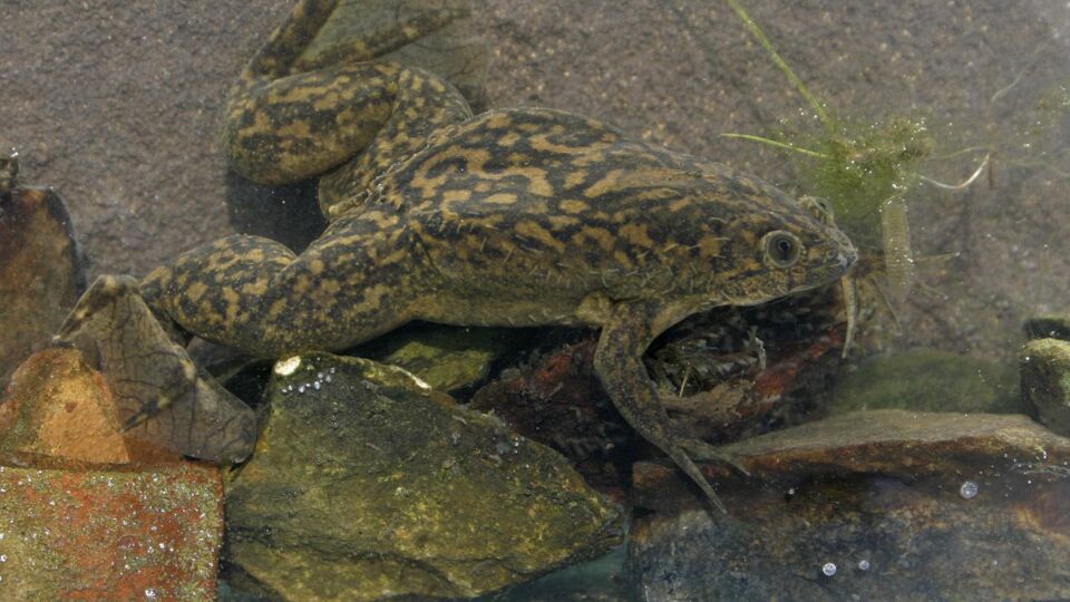 Le xénope lisse, un amphibien invasif, a fait son apparition en ...