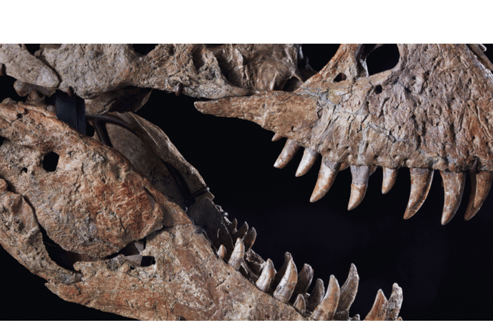 Schedel van T. rex Maximus geveild voor "maar" 6,1 miljoen dollar: "Er ...