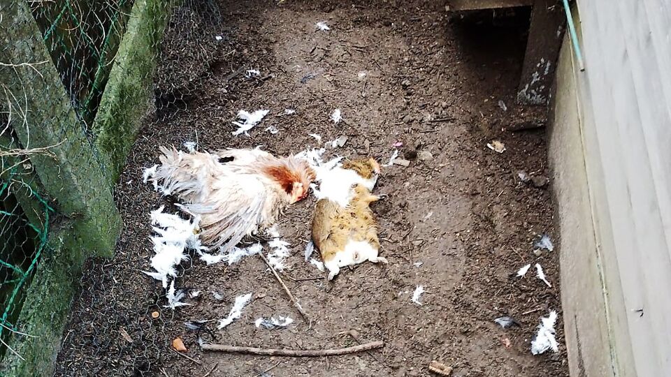 Honden bijten opnieuw kippen dood in Kortrijkse wijk | VRT NWS: nieuws