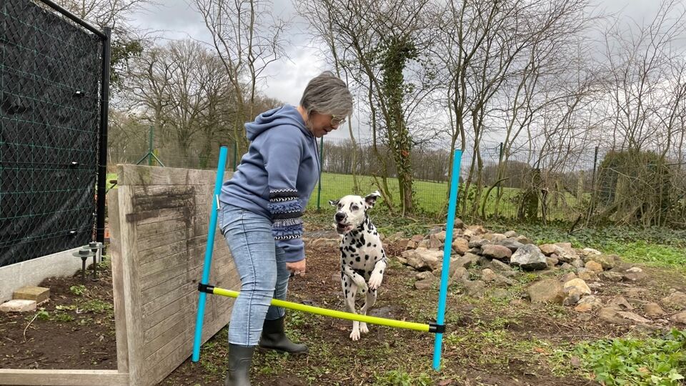 Dierenarts opent snuffeltuin voor honden in Beringen: "Vrij loslopen zonder andere honden in de ...