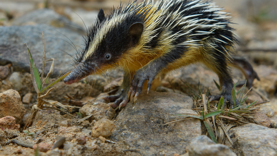 Studie berekent hoelang het zou duren voor het paradijselijke ...