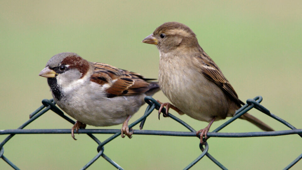 Tsjilp! Hoeveel huismussen kan jij dit weekend tellen? | VRT NWS: nieuws
