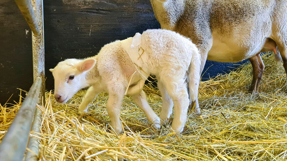 Lam met zes poten geboren in Duitse boerderij | VRT NWS: nieuws