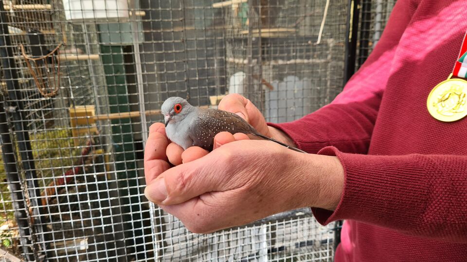 Vogelclub De Koperwieken uit Essen behaalt 8 gouden medailles op ...
