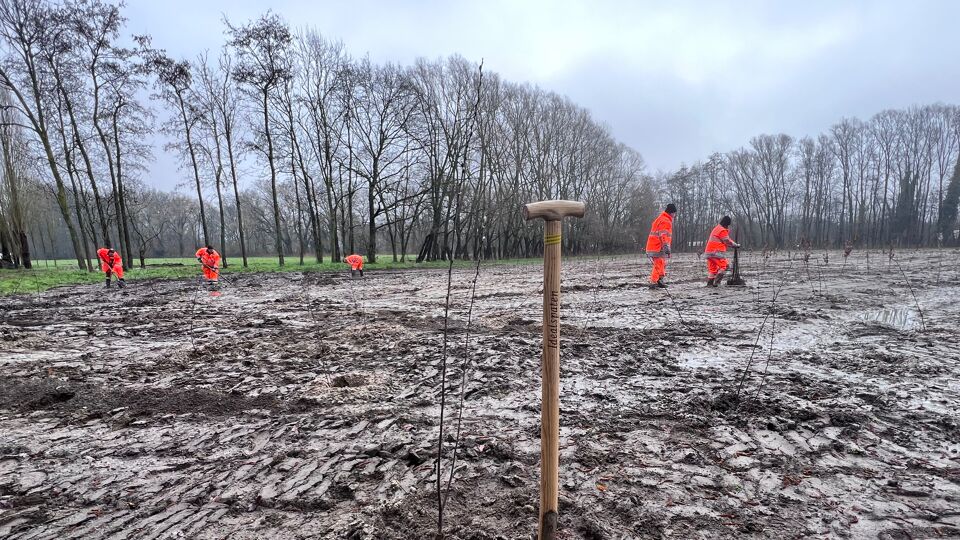 Stad Antwerpen plant dit jaar nog 6 hectare nieuwe bomen: "Natuurlijke ...