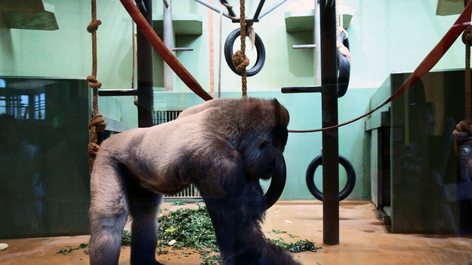 Bokito overleden aan de gevolgen van een hartfalen | VRT NWS: nieuws