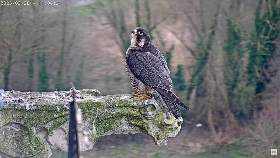 Nieuwe webcam levert unieke beelden op van parende slechtvalken ...