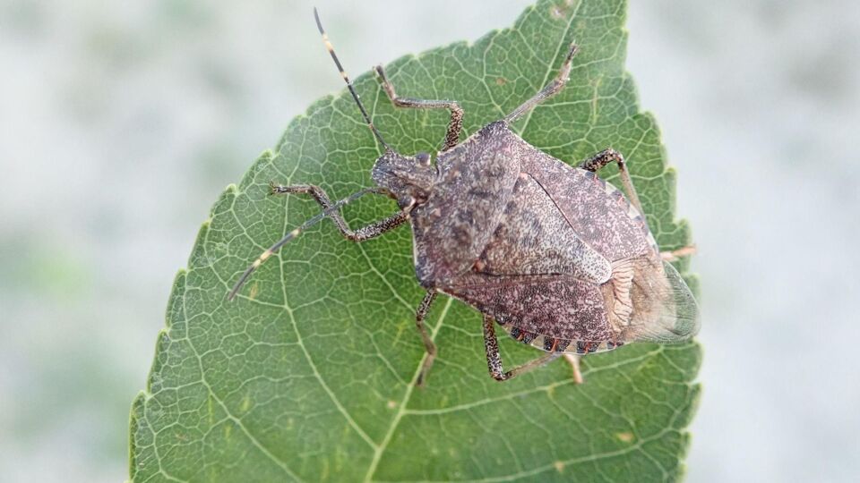 Aziatische stinkwants verovert nu ook ons land en vormt bedreiging voor ...