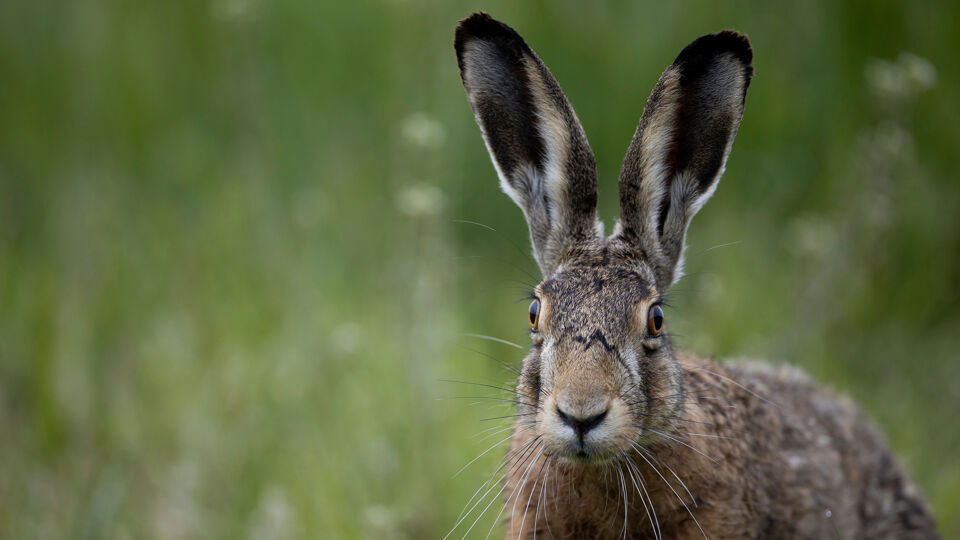 Europa worstelt met Natuurherstelwet: waarvoor dient de wet en waarom ...