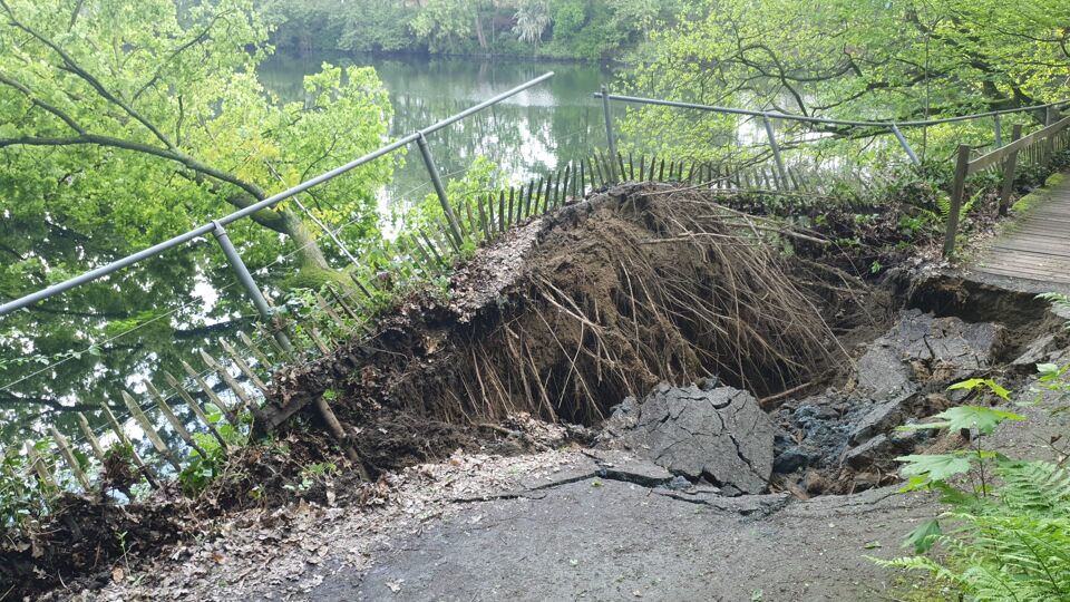 Omvallende boom trekt groot gat in wandelpad in Fort 5 in Edegem | VRT ...