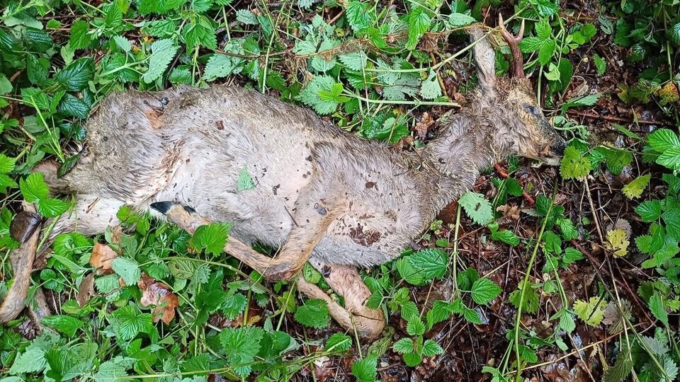 Alweer een dode ree gevonden in natuurgebied in Keerbergen | VRT NWS ...