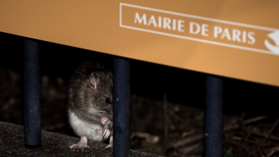 Ratatouille in het echt: Parijs onderzoekt hoe ratten en bewoners ...