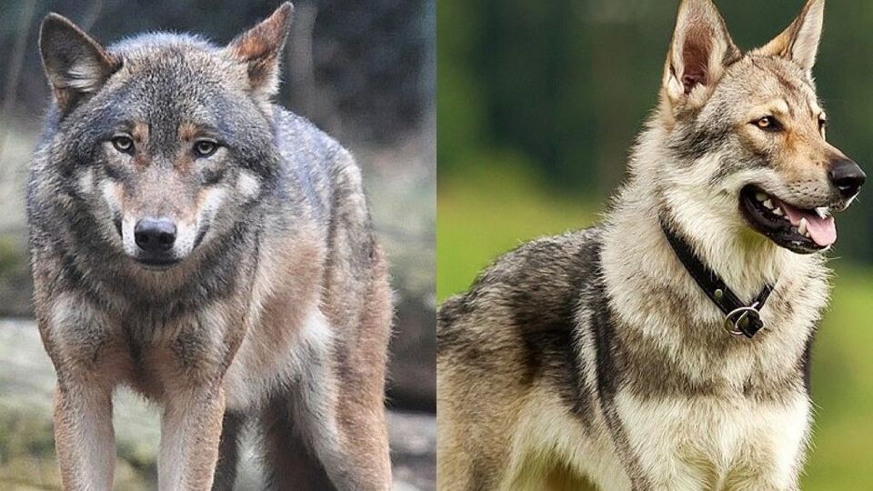 Melding van wolf in Ninove: "kan ook gaan om een wolfhond" | VRT NWS ...