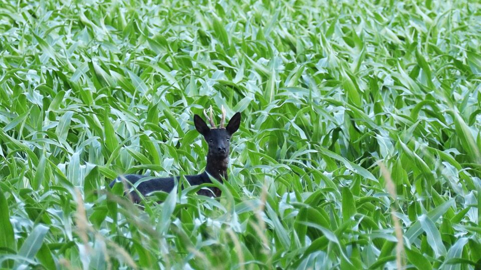 Fotograaf legt zeldzaam zwart reetje vast op beeld in de Vlaamse ...