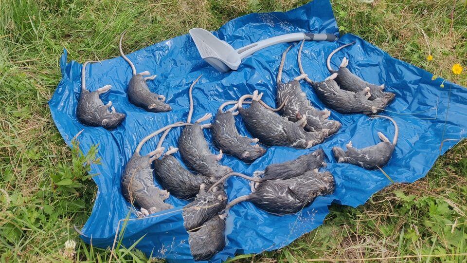 Tomorrowland en gemeente Boom zetten slimme rattenvallen zonder gif in ...