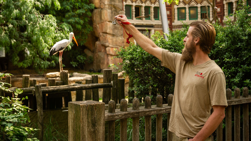 Antwerpse ZOO kan 23 vogelsoorten apart lokken door speciale training ...