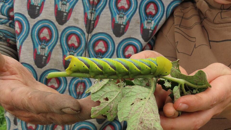 Zeldzame rups van doodshoofdvlinder gespot in Denderbelle, vlinder is ...