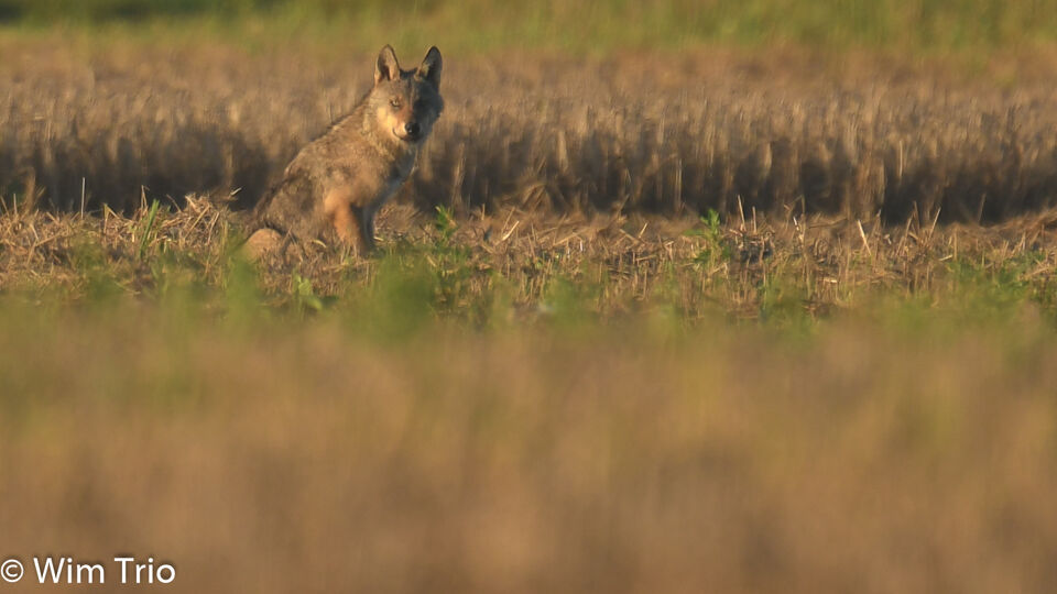 Wetenschappelijk bewijs uit Brakel toont aan dat wolf al in 2017 in ...