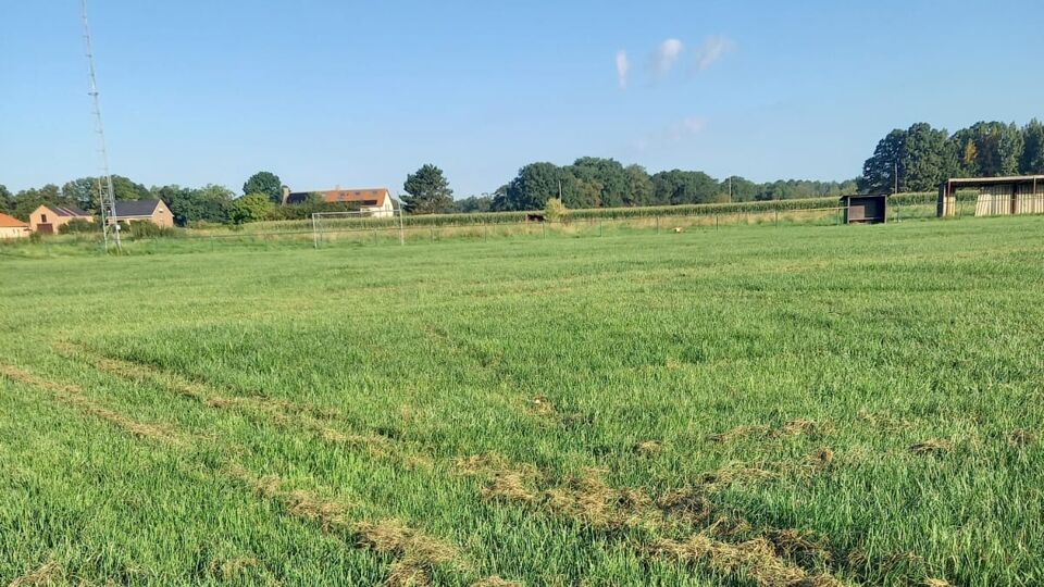 Gras staat te hoog op voetbalveld KM United in Kortenberg: "Voetballen ...