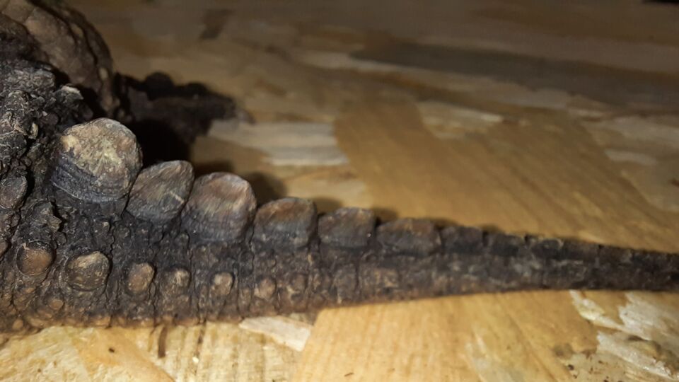 Voorbijgangers vinden gevaarlijke alligatorschildpad in Opvelp: "Het ...