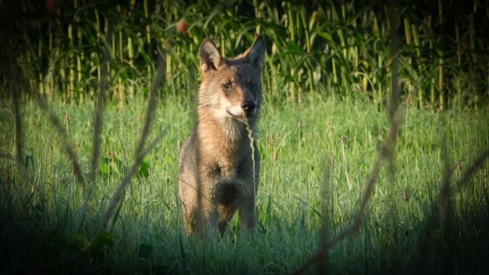BEKIJK - Bioloog maakt unieke beelden van Limburgse wolvenwelp die tot ...