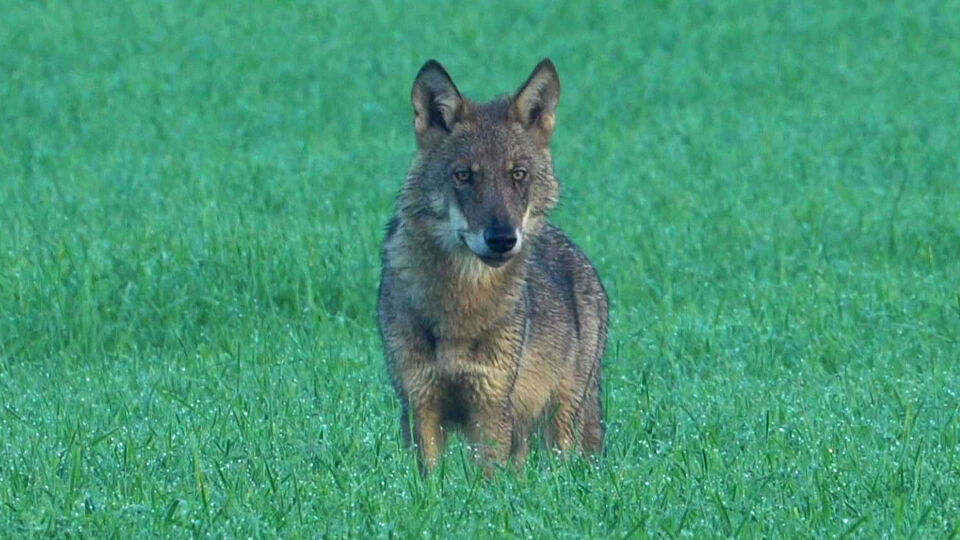 BEKIJK - Bioloog maakt unieke beelden van Limburgse wolvenwelp die tot ...