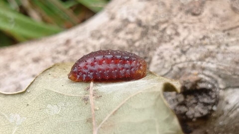 Zeldzame schildwesp waargenomen in Herentals: "Parasiet die eitjes legt ...