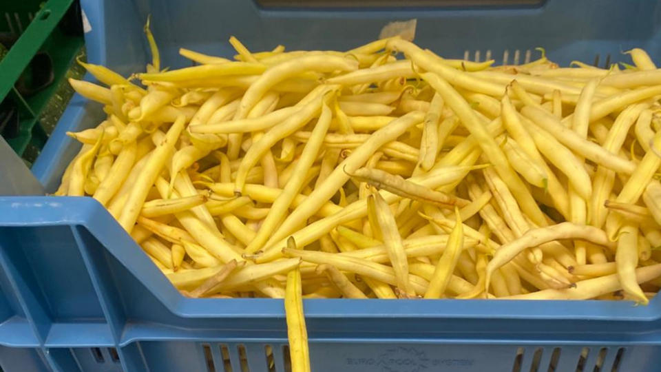 Groene boontjes zijn spotgoedkoop door topoogst: "Grote verpakkingen ...