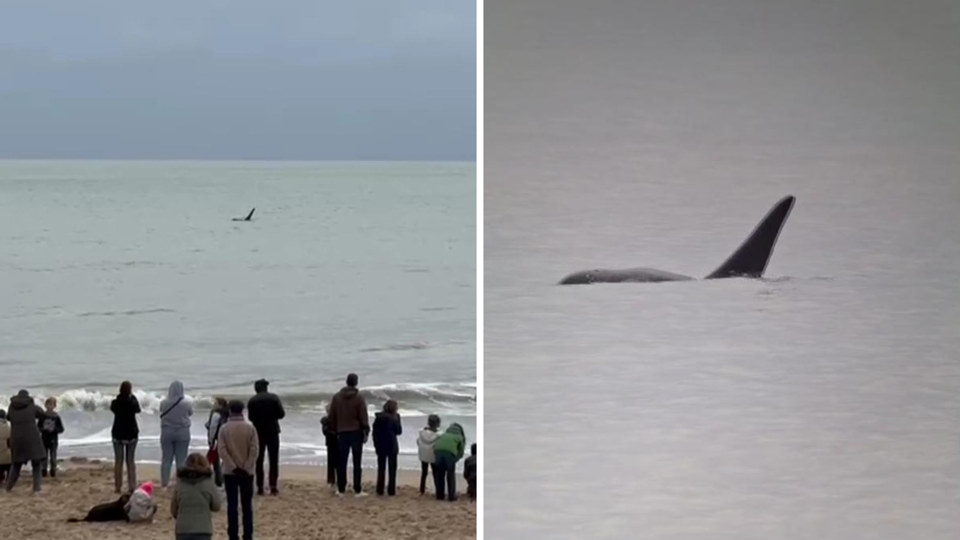 “It’s exceptional”: orca washes up on De Panne beach | VRT NWS: news