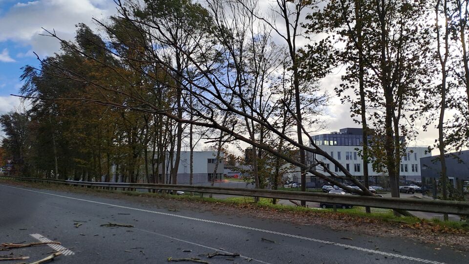 Komende maanden worden opnieuw bomen gekapt langs onze snelwegen ...