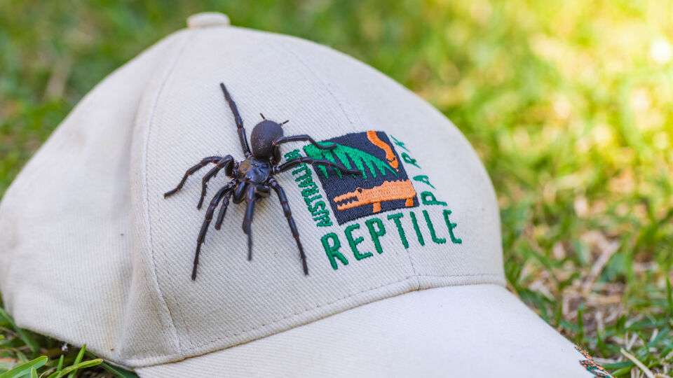 Reusachtig mannelijk exemplaar van erg giftige trechterspin ontdekt in ...