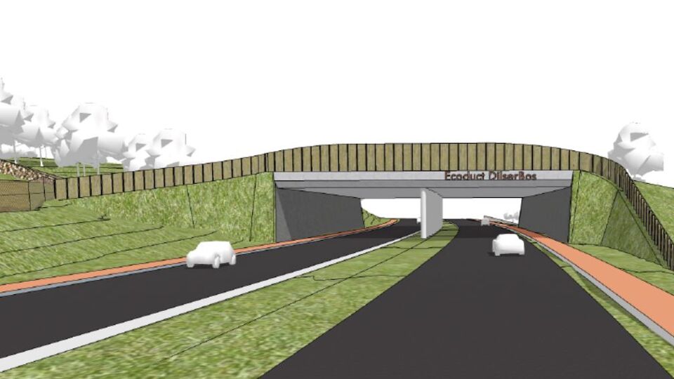 Operatie Bosmier in Dilsen-Stokkem: 7 mierenkolonies verhuizen voor ...