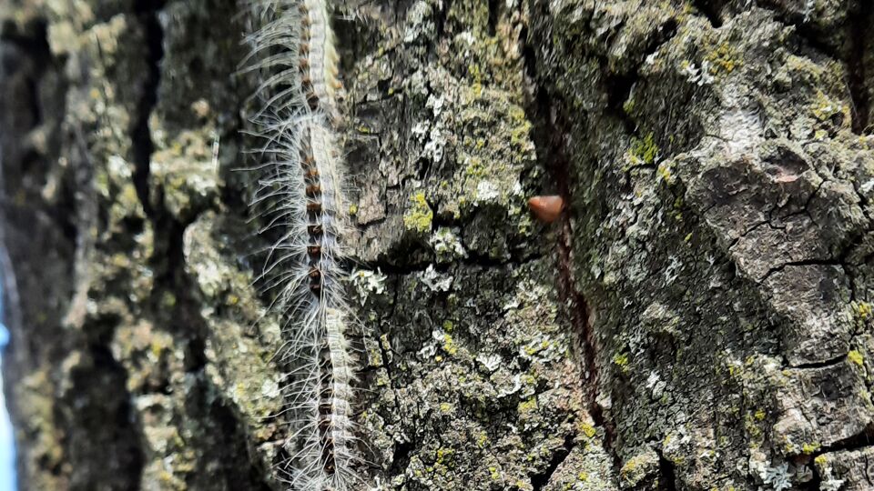 Nauwelijks eikenprocessierupsen in Limburg dit jaar | VRT NWS: nieuws