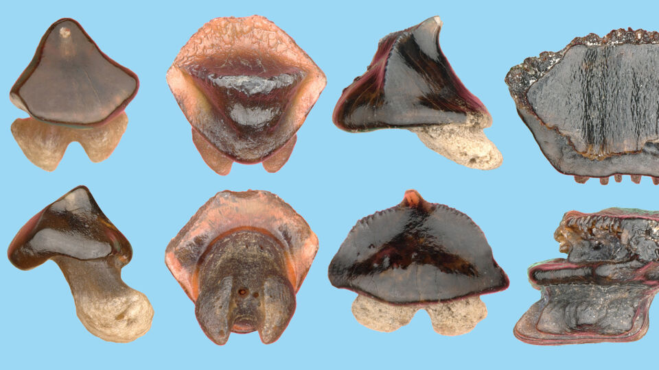 Wereldfaam in West-Vlaanderen: 50.000 fossiele tanden uit kleigroeve in ...