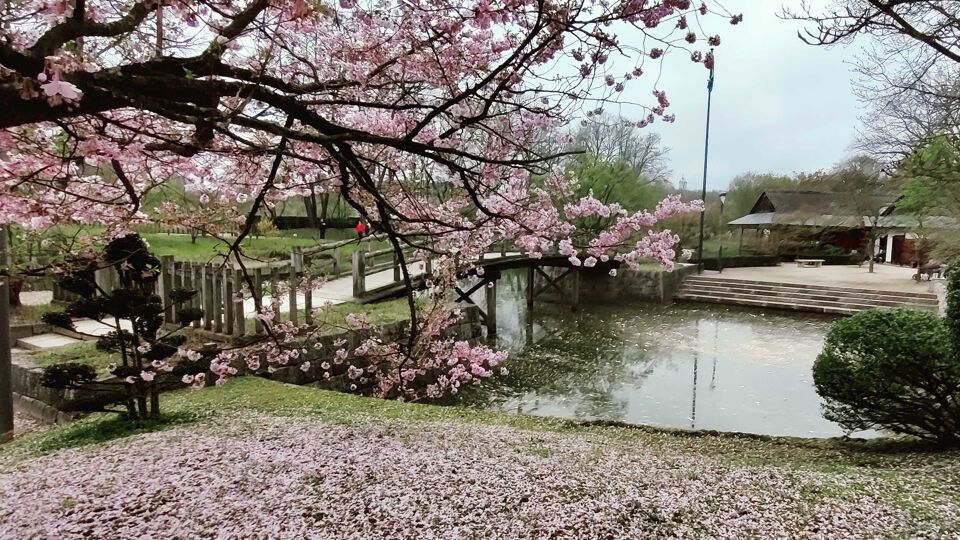 Japanse Tuin Hasselt opent voortaan op 1 maart: "Bloesems bloeien tegenwoordig ook vroeger ...