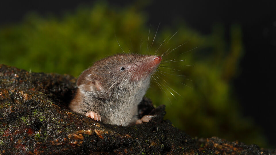 Alaskapokken van naam veranderd na eerste dodelijke slachtoffer | VRT ...