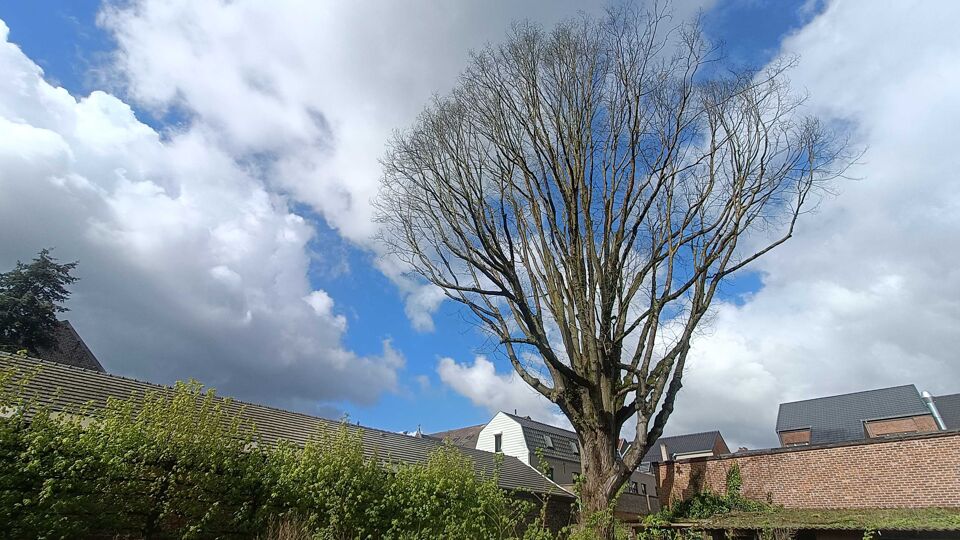 "Mooiste olm van België" in Bree op sterven na dood: "We doen toch nog ...