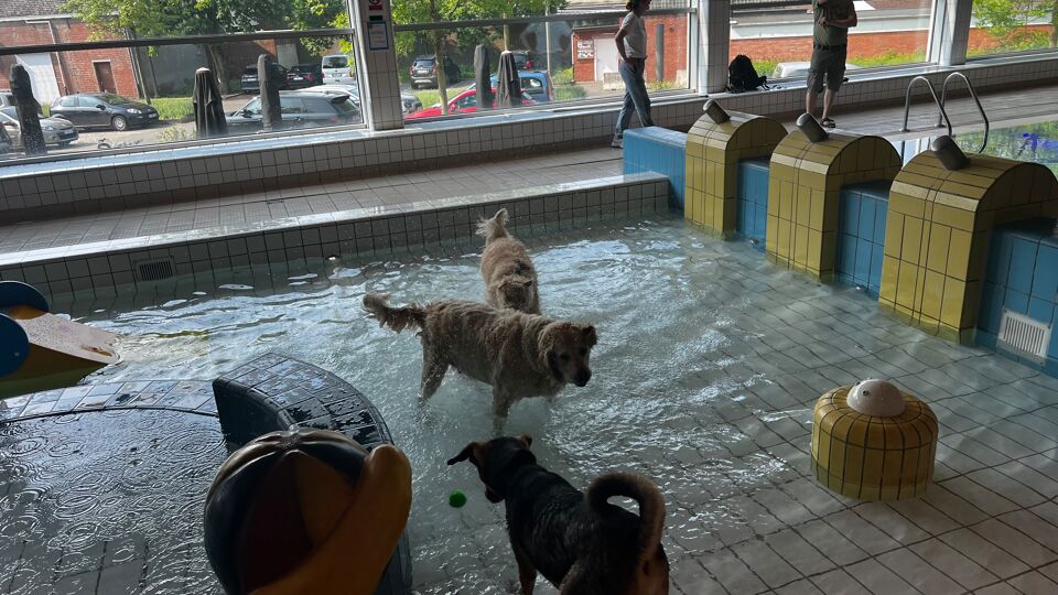 130 honden nemen frisse duik in zwembad Park van Merksem vlak voor ...