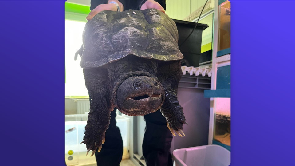 Dangerous snapping turtle found in Bruges: 'It can easily bite off your ...