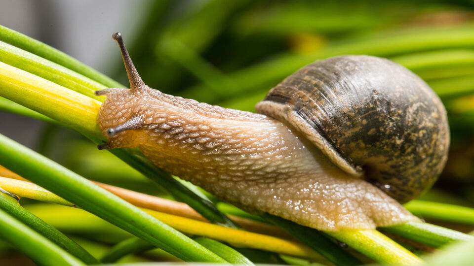 Van compost tot huidzalf: waarom de slakken in je tuin wel degelijk ...