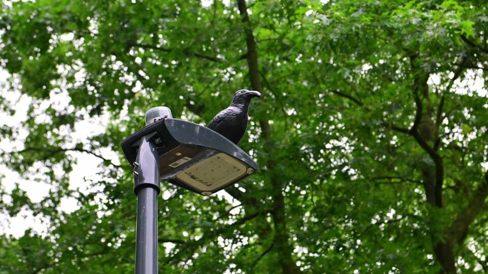 Tessenderlo zet plastic kraaien in tegen duiven: "Auto's hangen ...