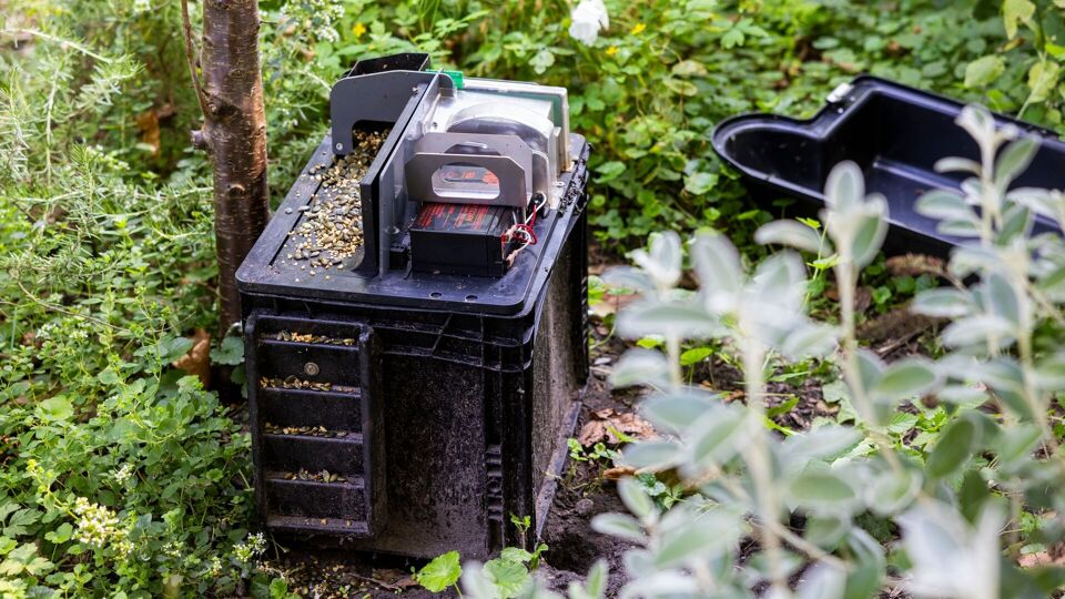 Slimme rattenvallen in opmars in Limburg: "Efficiënter en ...