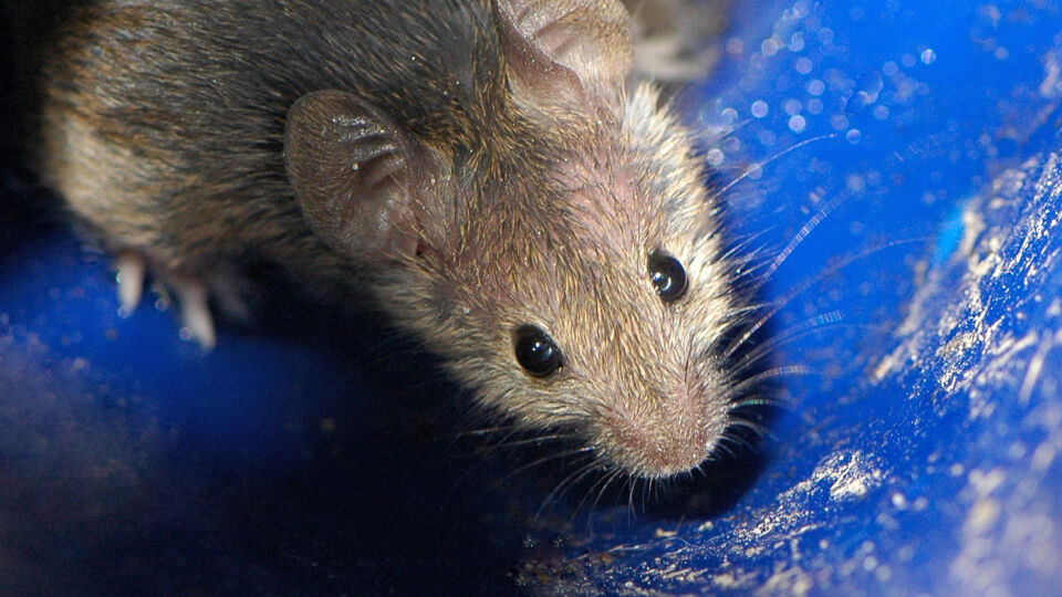 "Er sprong een muis uit haar eten": vliegtuig van SAS moet noodlanding ...