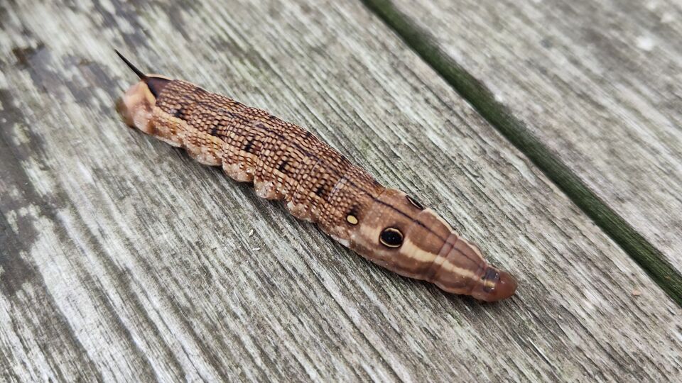 Inwoner van Wieze vindt rups van zeldzame Wingerdpijlstaart: "Al meer ...