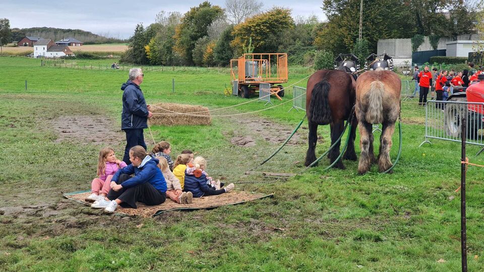 Dag van het Brabantse trekpaard in Vollezele: "Grote beesten met een ...